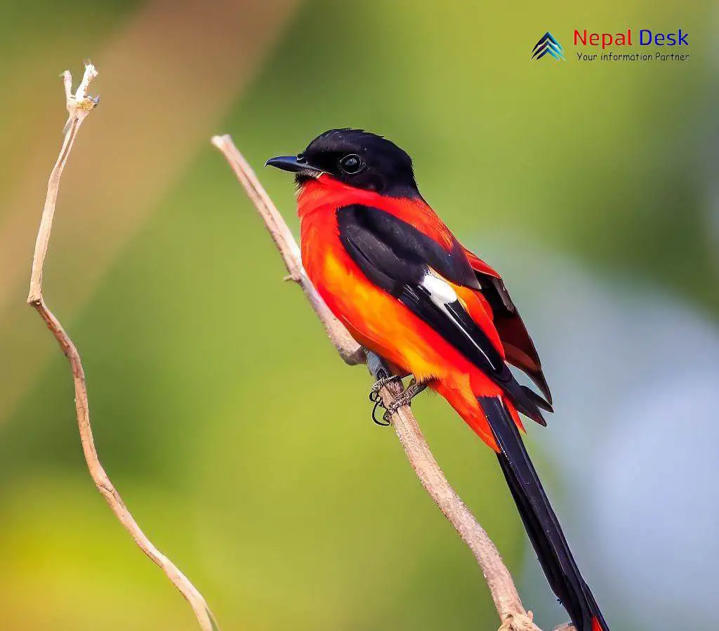 Long-tailed Minivet: Vibrant Aerial Artist of the Forest | Nepal Desk